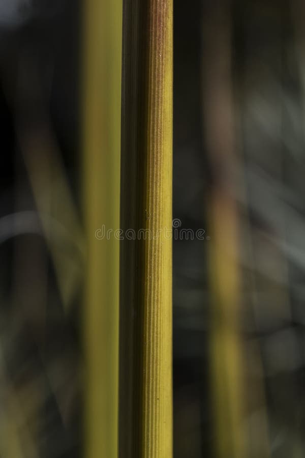 Singular Bokeh Texture Stock Photos - Free & Royalty-Free Stock Photos ...