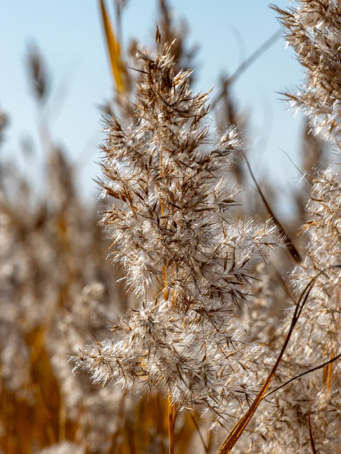 Abstract Picture with Common Reed in Sunlight, Stock Photo - Image of ...
