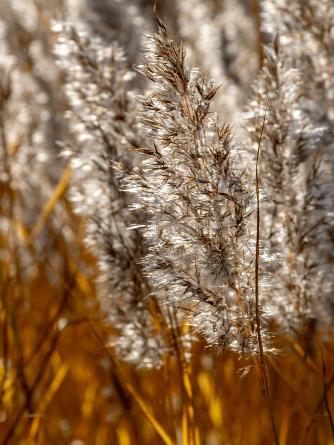 Abstract Picture with Common Reed in Sunlight, Stock Image - Image of ...