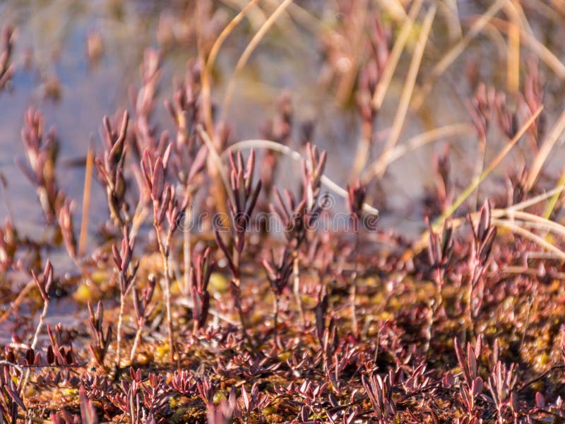 Abstract Picture with Dry Texture of Marsh Grass Stock Image - Image of ...