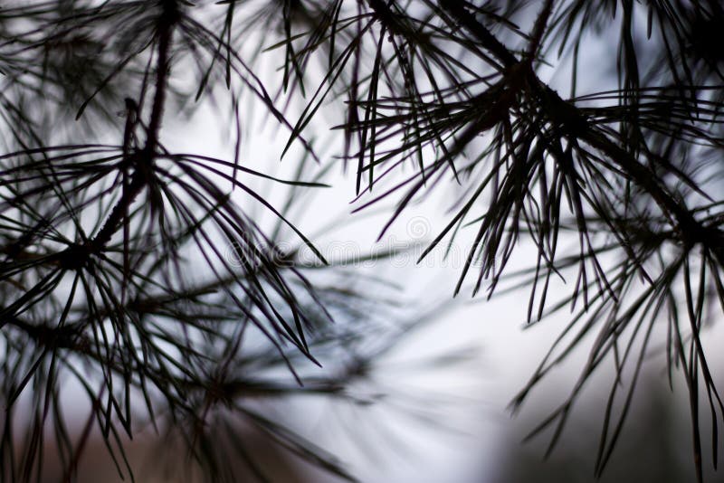 Abstract pine tree stock image. Image of light, pine - 90391677