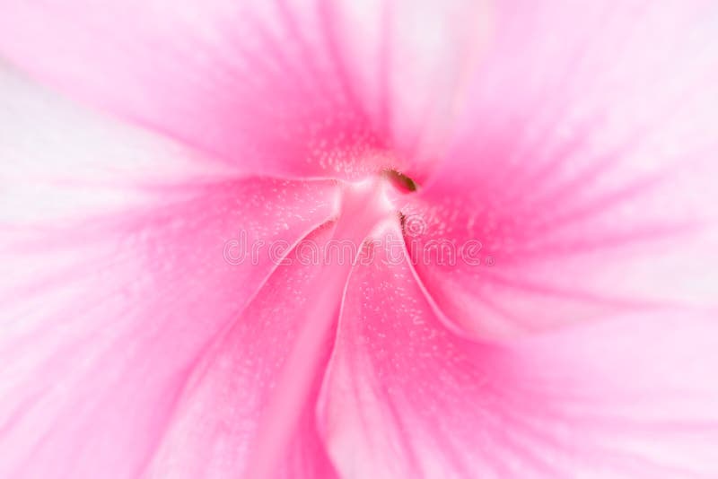 Abstract Pink Flower in Soft Style Stock Image - Image of macro, soft ...