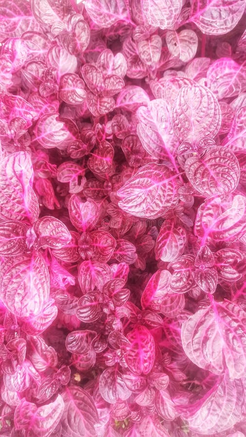 Abstract Pink Leaf Texture, Nature Background, Tropical Leaf Stock ...