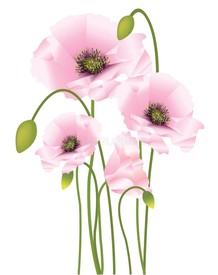 Pink poppies, cdr vector stock vector. Illustration of illustration ...