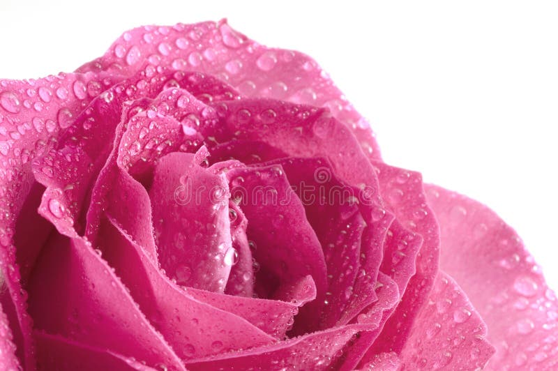 Abstract Pink Rose stock photo. Image of detail, pink - 29632640