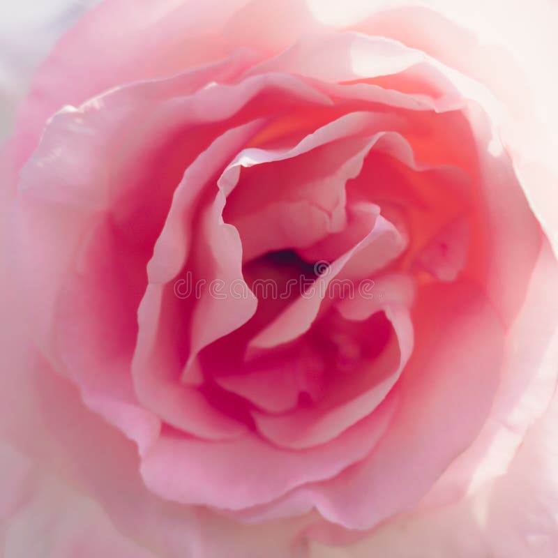 Abstract Pink Rose Background Stock Photo - Image of soft, bunch: 166922398