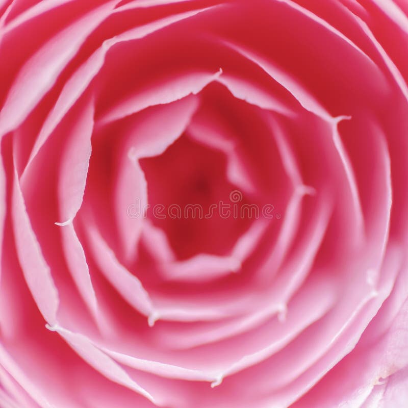 Abstract Pink Rose stock photo. Image of love, amazing - 39360056