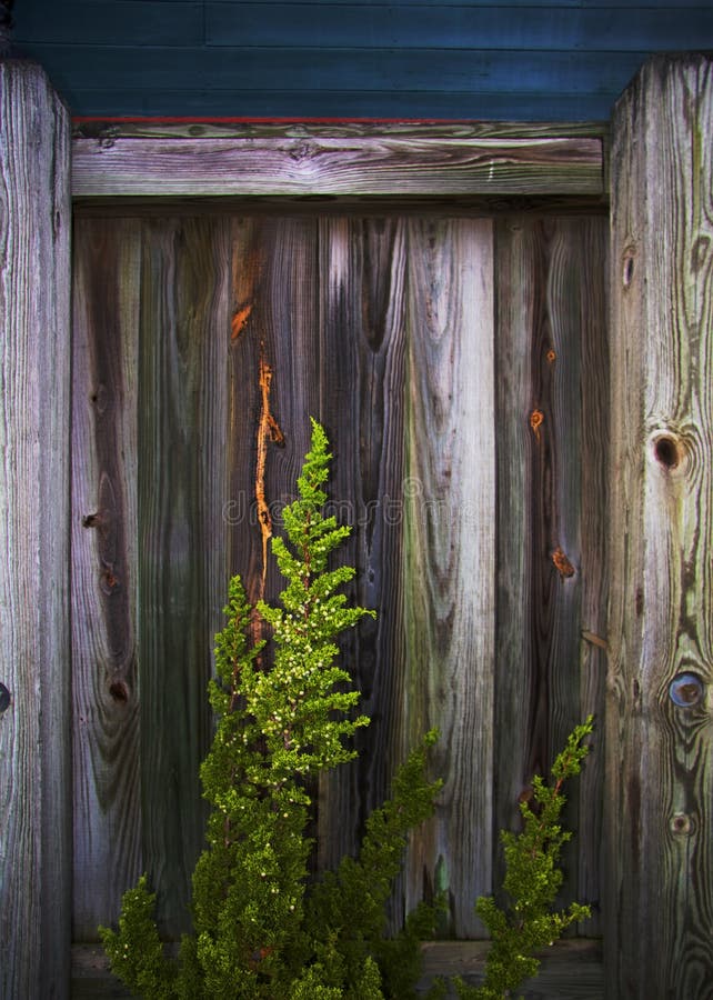 Abstract Plant Design stock image. Image of graphic, detail - 11898697