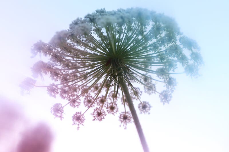 Abstract Plant with Dreamy Background Stock Photo - Image of abstract ...