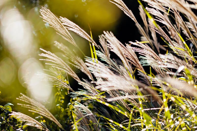 Abstract Plant in the Field Stock Photo - Image of nature, isolated ...