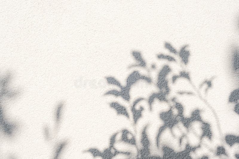 Abstract Plant Shadows on a White Wall Background. Trendy Monochrome ...