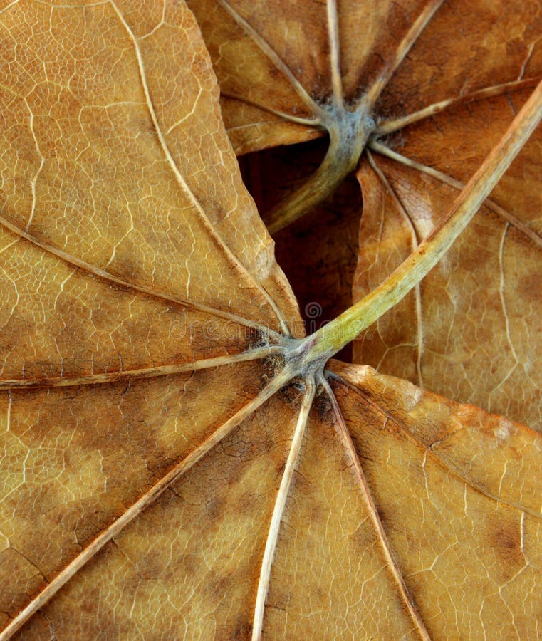 Abstract plant texture stock photo. Image of texture - 12330984