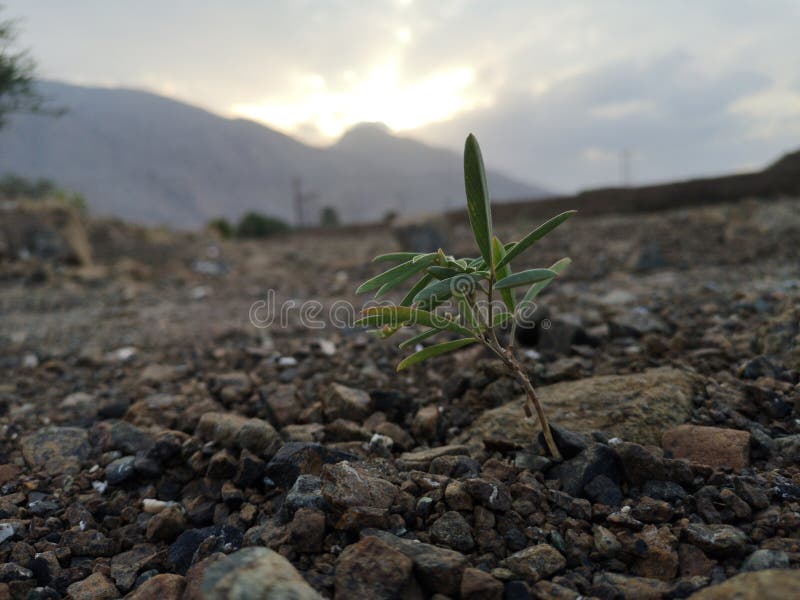 Abstract stock image. Image of plants, grow, abstract - 138476865