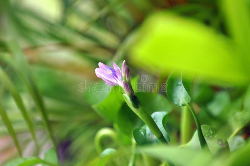 Abstract plants stock photo. Image of plants, abstract - 84125772