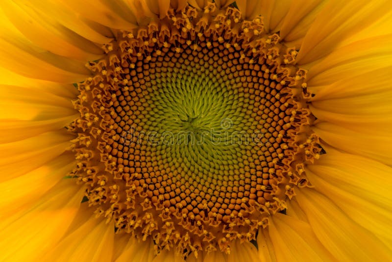 Abstract Pollen of Sunflower Stock Photo - Image of plant, agriculture ...