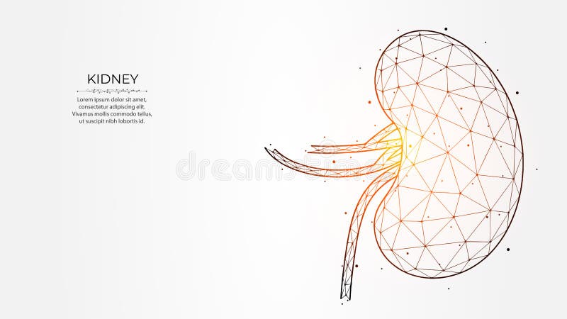Abstract Polygonal Vector Illustration of Human Kidneys on a Light ...