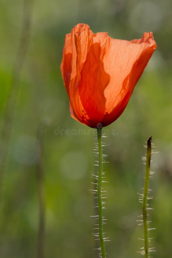 Abstract Poppy Rose stock image. Image of spines, hairy - 58814747