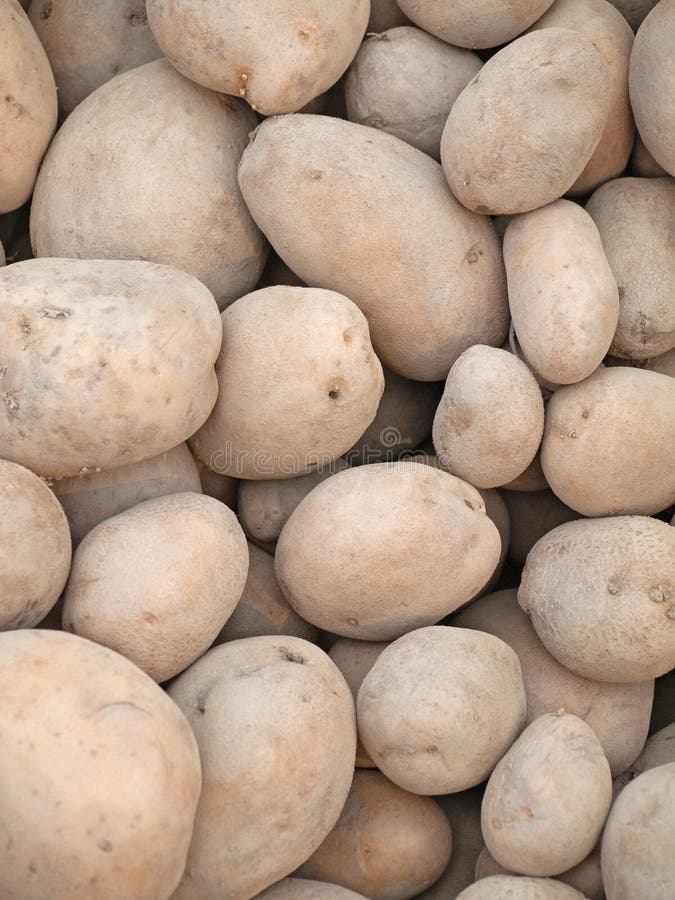 Potato stock image. Image of fresh, heap, abstract, seasonal - 129371911
