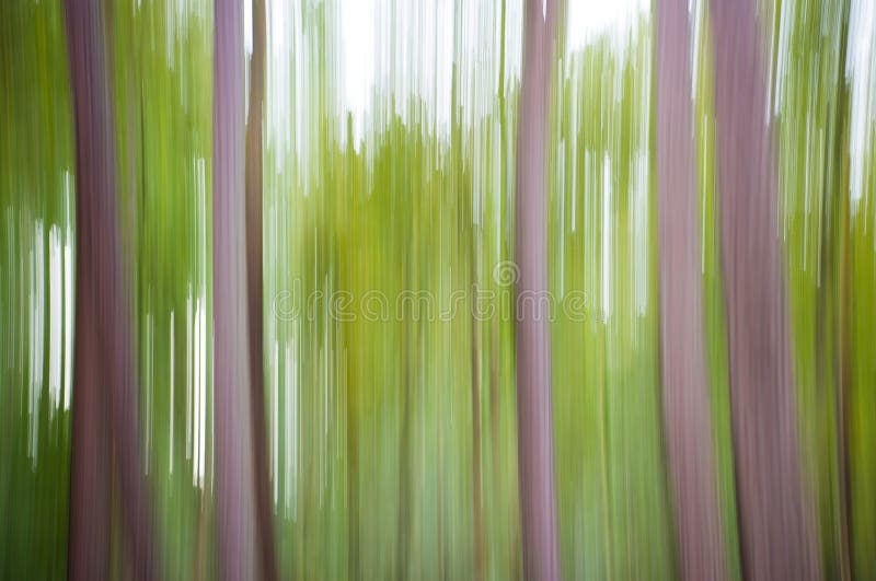 An Abstract Presentation of Trees in a Forest in the Spring Stock Photo ...