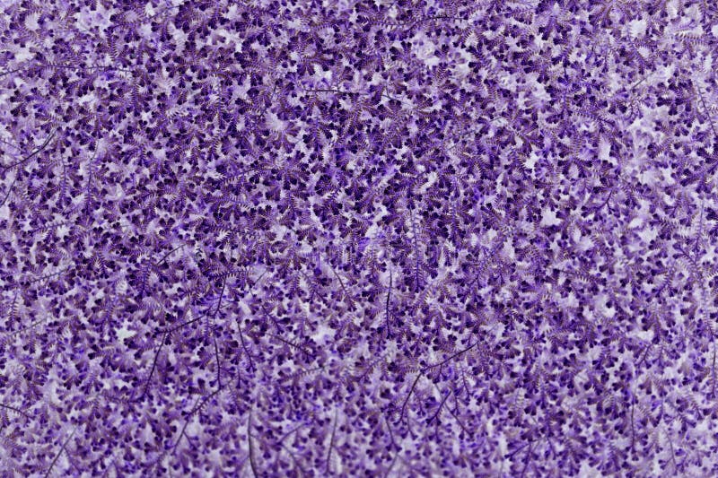 Abstract Purple Fern Leaves Texture Background Stock Image - Image of ...