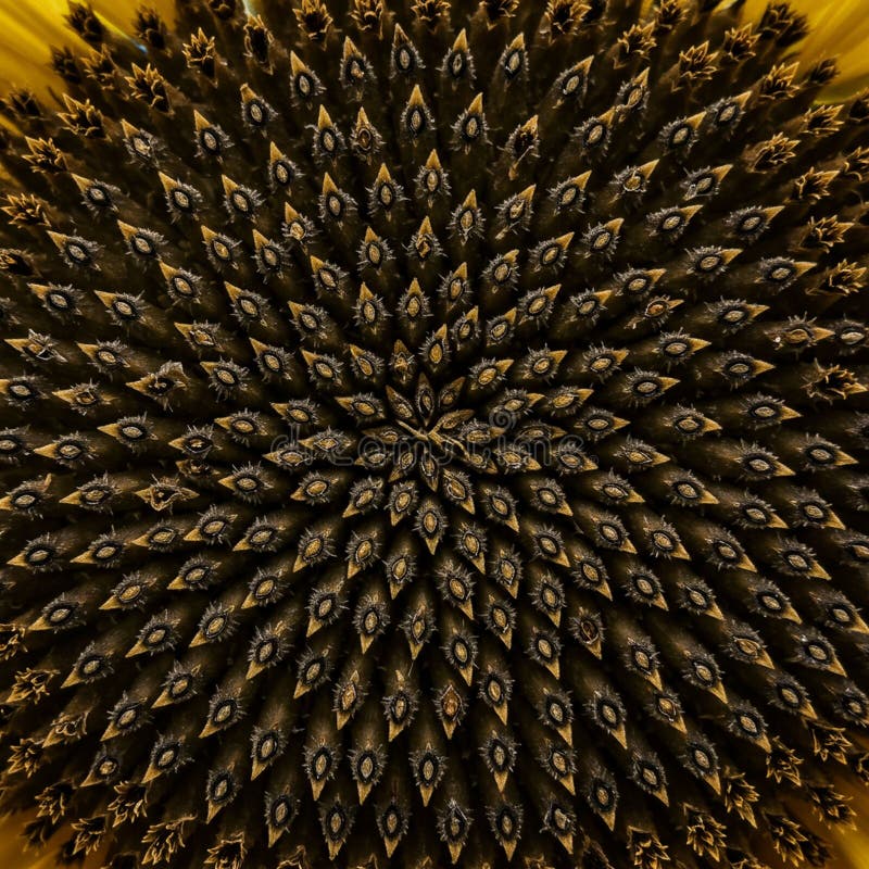 Abstract Radial Pattern Resembling a Stylized Sunflower Center. Spiked ...