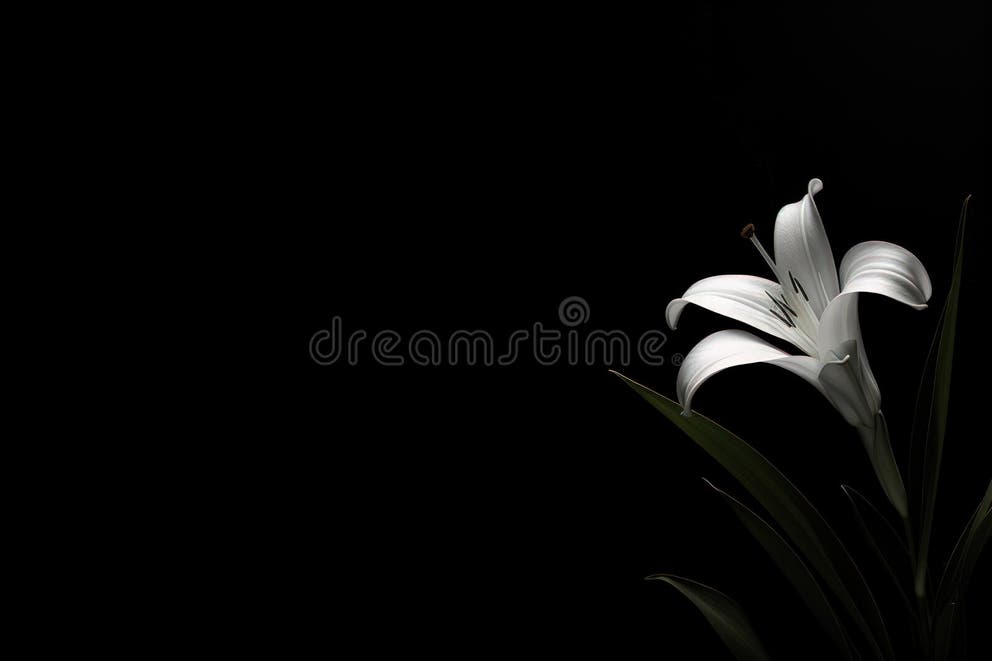 Abstract Random Art Flower Curve Line Concept Empty Background Stock ...