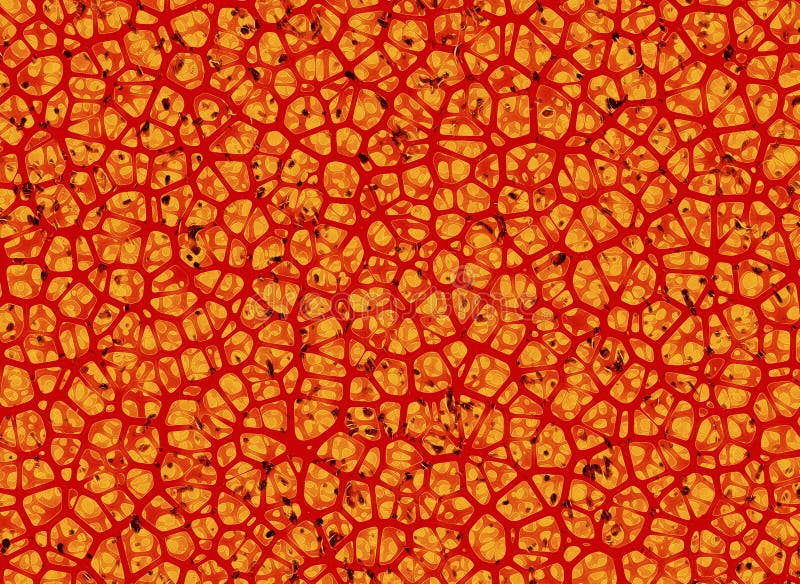 Abstract Red Bio Cells Background Stock Photo - Image of capillary ...