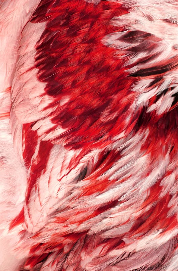 Abstract Red Feathers Picture. Image: 2312634