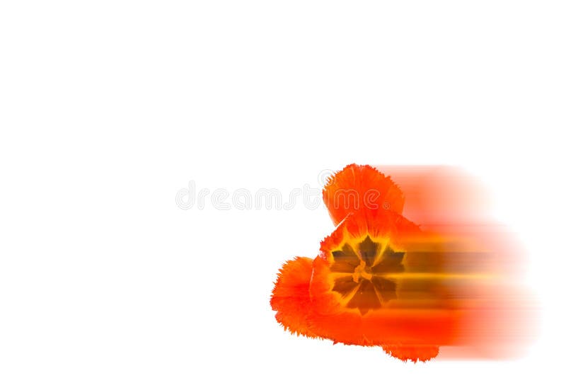 Abstract Red Figure on White Background Stock Photo - Image of white ...