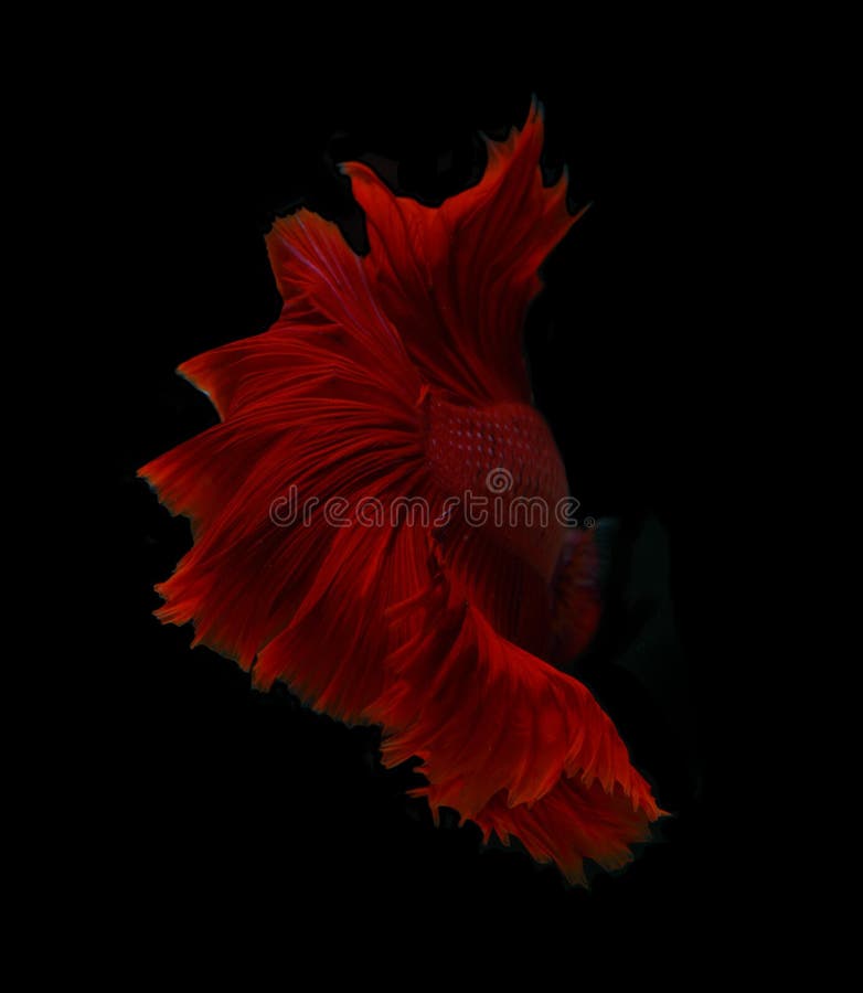 Abstract Red Fin Siamese Fighting Fish Isolated on Black Background ...
