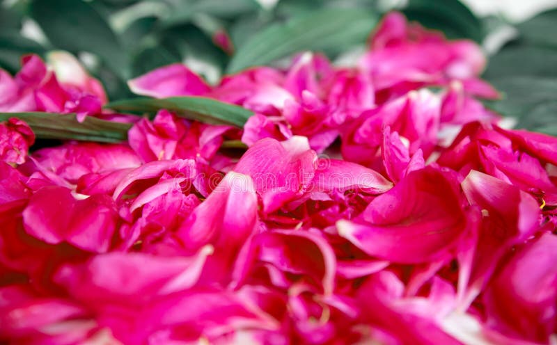 Abstract Red Flower Background. Peony Petals, Top View Stock Image ...