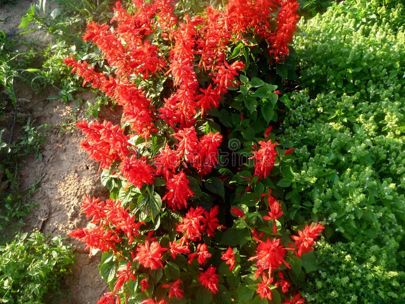 Abstract Red Flower , Oblong Flowers Stock Image - Image of flowers ...