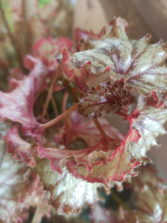 Abstract Red Flowers Growing in the Yard Stock Photo - Image of yard ...