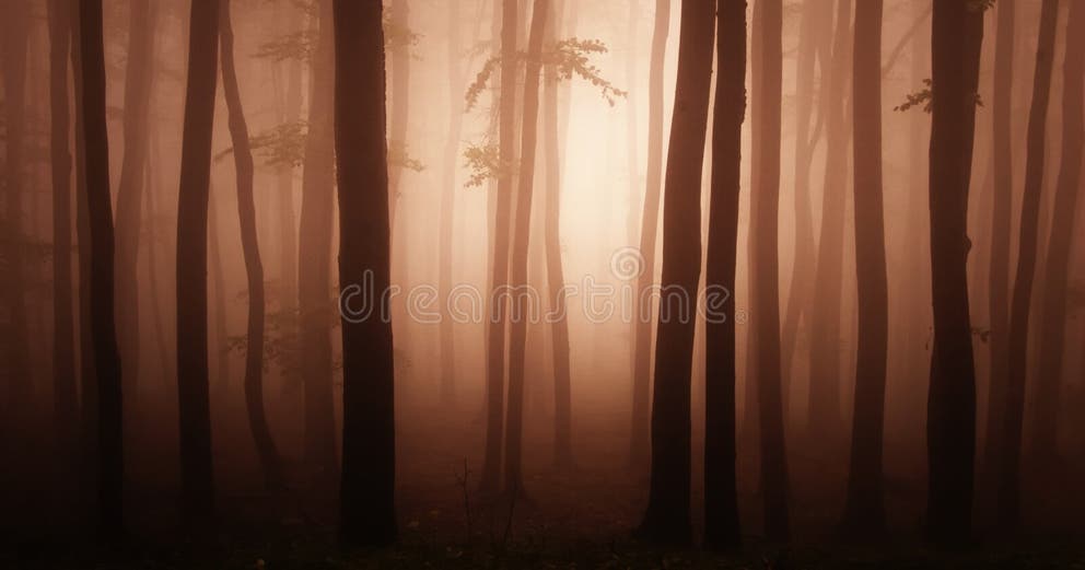 Abstract red forest stock photo. Image of light, landscape - 25052734