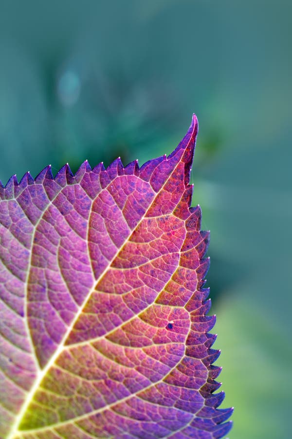 Abstract Red Leaf, Detail of Leaf Texture Background . Stock Photo ...