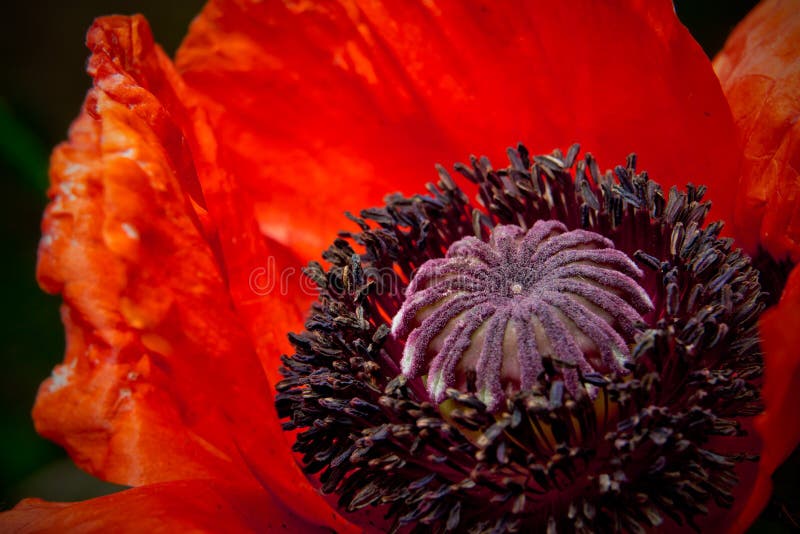Abstract Red Open Poppy Over Dark Stock Image - Image of flower, beauty ...
