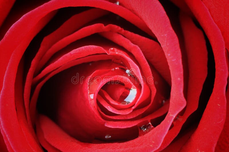 Abstract of red rose stock photo. Image of single, celebration - 28756276