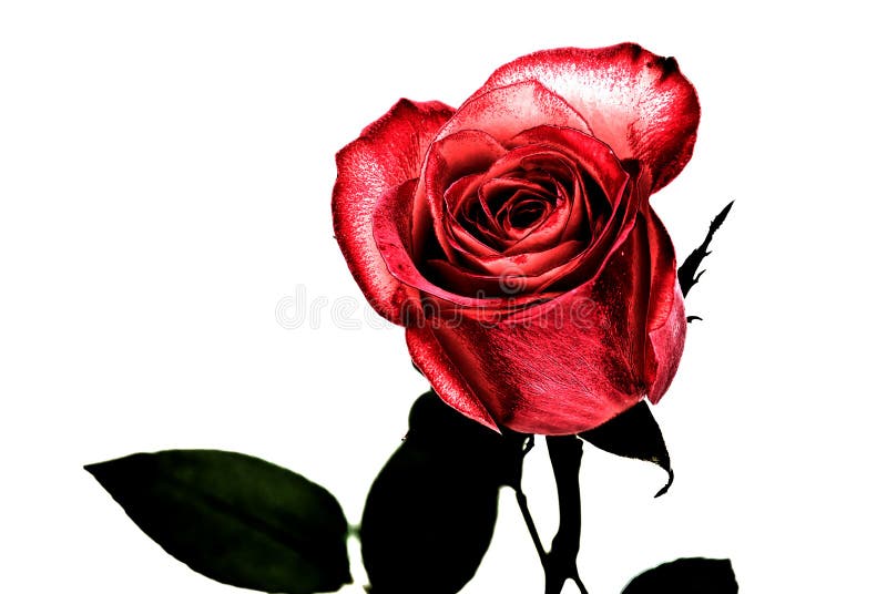 Abstract Red Rose with Green Leaves. Stock Image - Image of gift ...