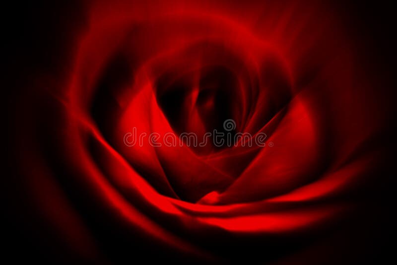 Abstract Red Rose stock photo. Image of natural, flower - 40088062