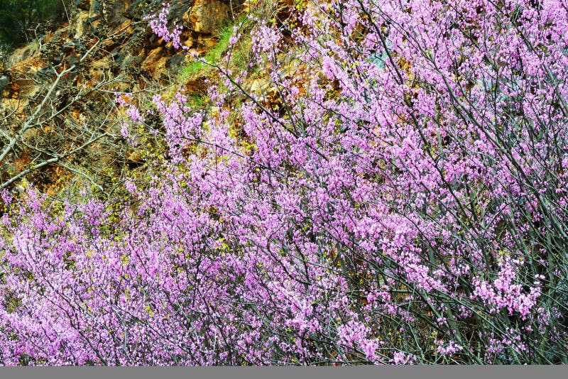 Redbud Tree Blooms and New Growth in the Smokies. Stock Photo - Image ...
