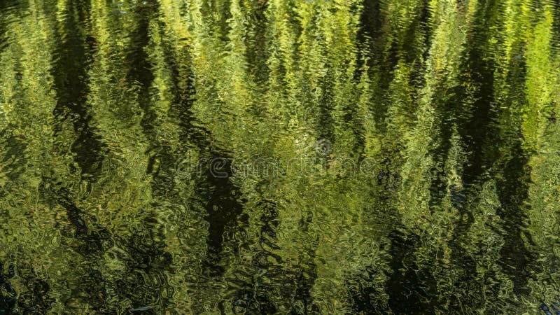 Abstract Reflection of Green Nature Patterns on Calm Water Surface ...