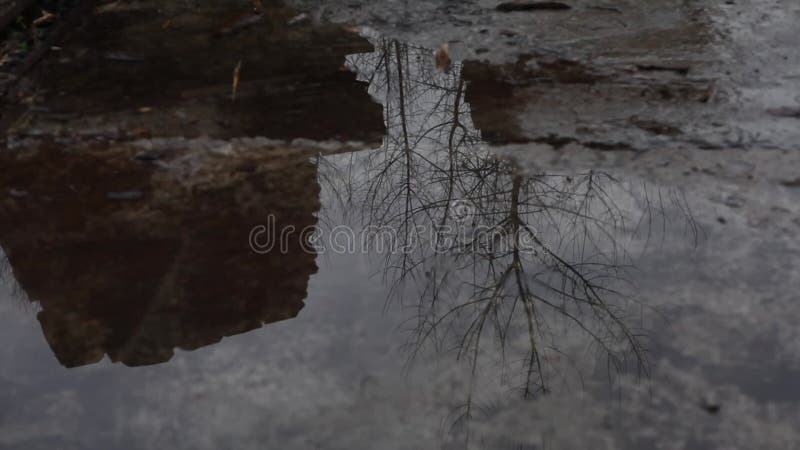 Abstract Reflection in a Rain Puddle of Sky and Trees. Stock Video ...