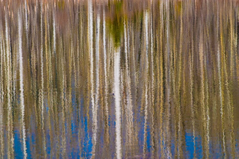 Abstract Reflection of Trees in a Pond Stock Photo - Image of mirror ...