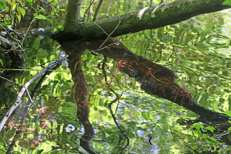 Abstract Reflections of Trees in a Lake Stock Photo - Image of ripple ...