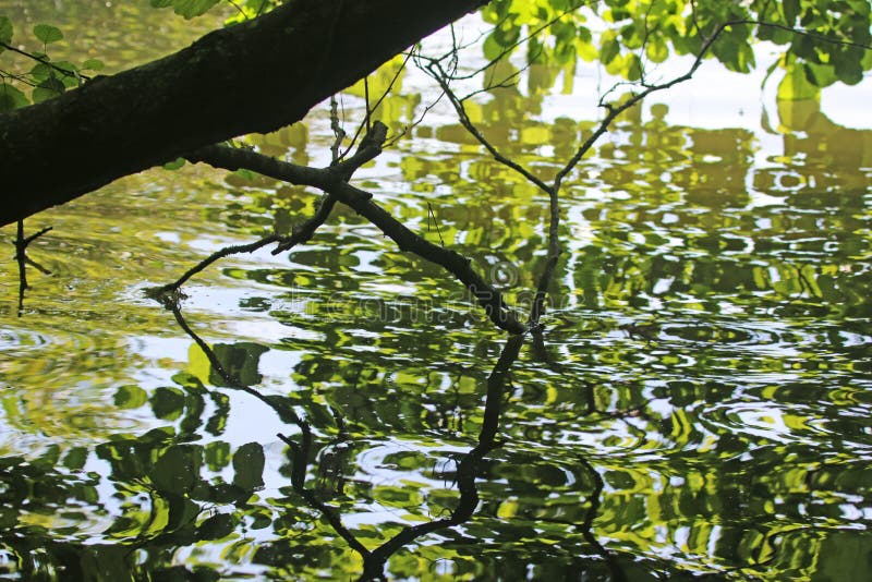 Abstract Reflections of Trees in a Lake Stock Photo - Image of pond ...