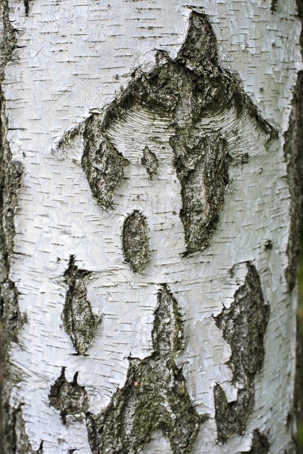 Patterns on the Bark of a Birch Tree Stock Photo - Image of nature ...