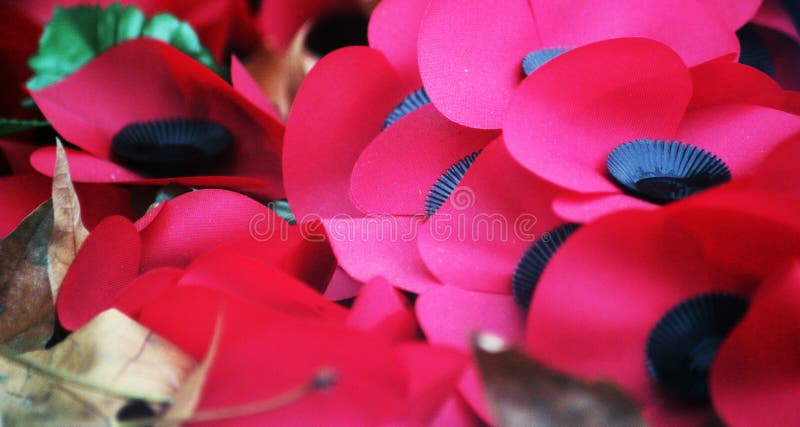 507 Remembrance Day Poppy Wreath Stock Photos - Free & Royalty-Free ...