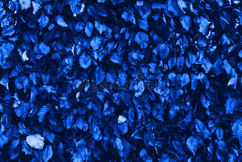 Abstract Retro Blue Leaves, Blue Leaf Texture Backgrounds Stock Image ...