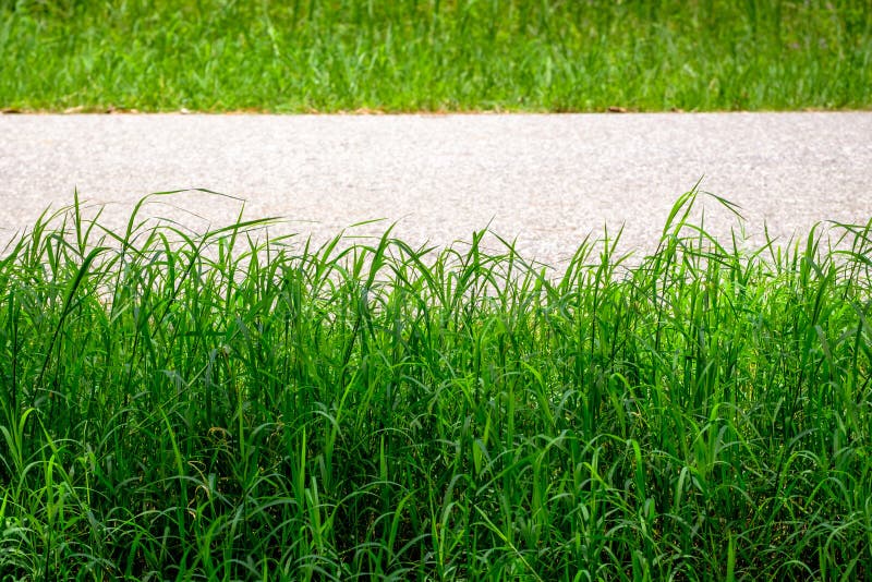 294 Roadside Grasses Photos - Free & Royalty-Free Stock Photos from ...
