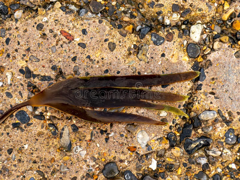 Rocks and Sea Grass Background Stock Image - Image of asphalt, sandy ...